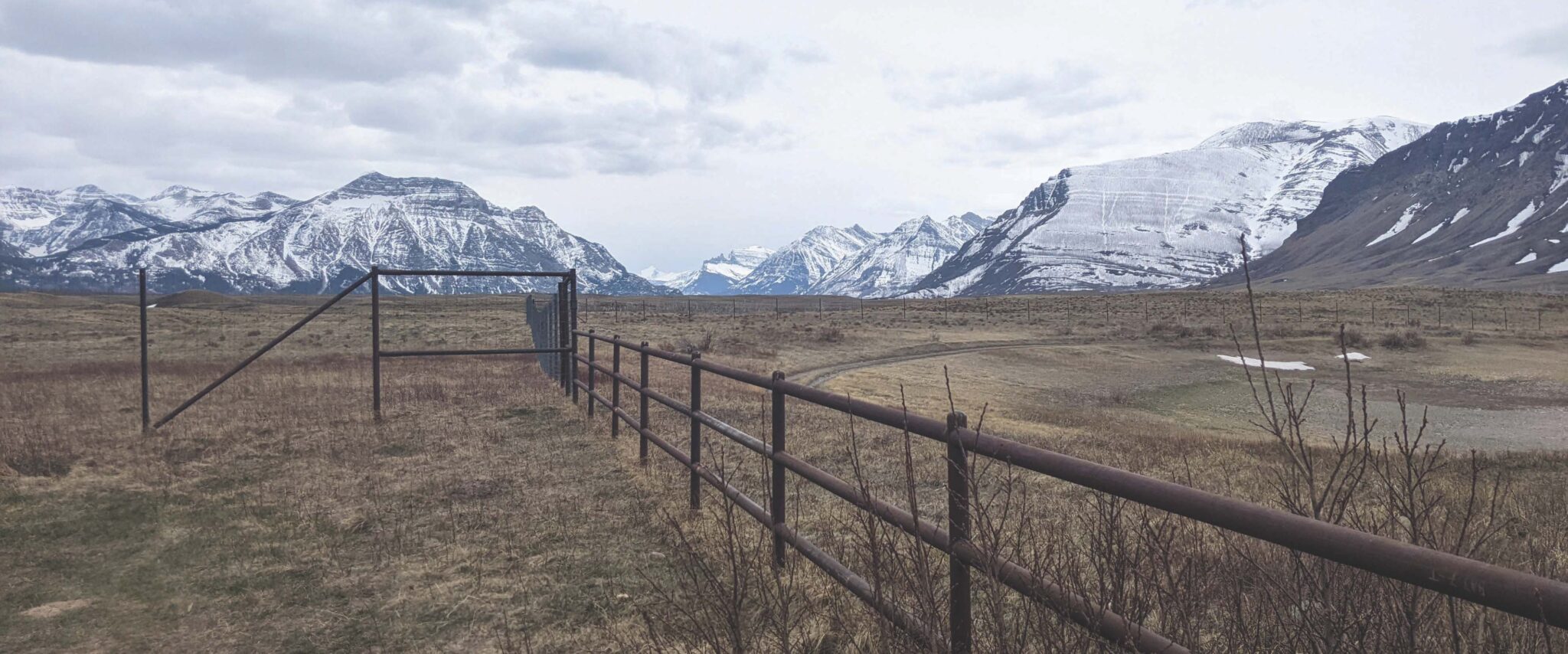 Researchers explore how native plants provide cattle producers with ...
